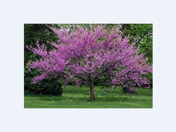 Order your plants for Spring planting now! Natives and more! – Hilltop ...
