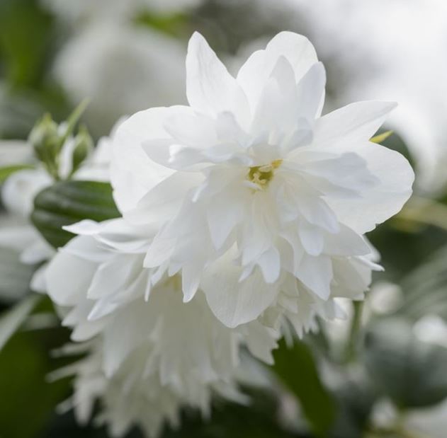 Mockorange, "Minnesota Snowflake.' Philadelphus x coronarious. Open to ...