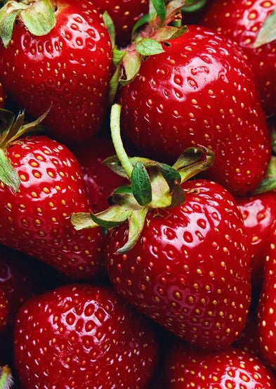 Strawberry plants, 'Allstar' bare root. Bunch of 25 – Hilltop Hollow ...