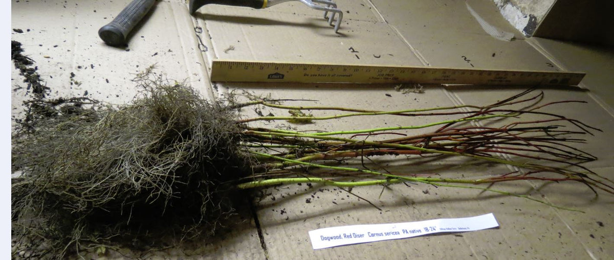 Dogwood, Red Osier. Aka Red Twig Dogwood. Cornus stolonifera. Open to ...