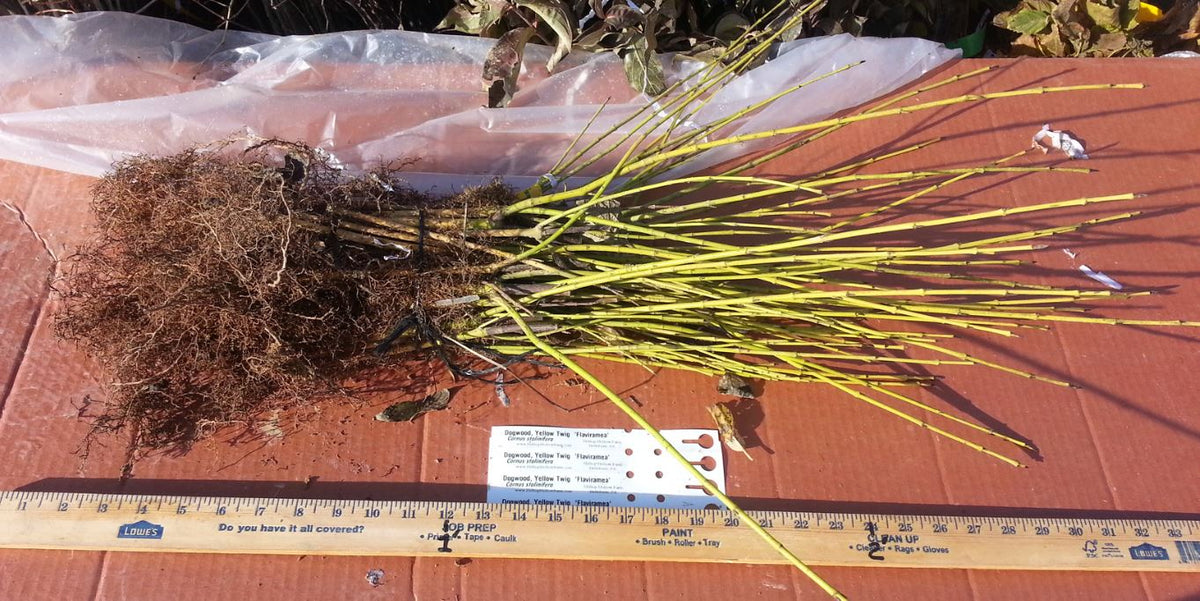 Dogwood, Yellow Twig. Cornus sericea 'Flaviramea'. Open to see discoun ...